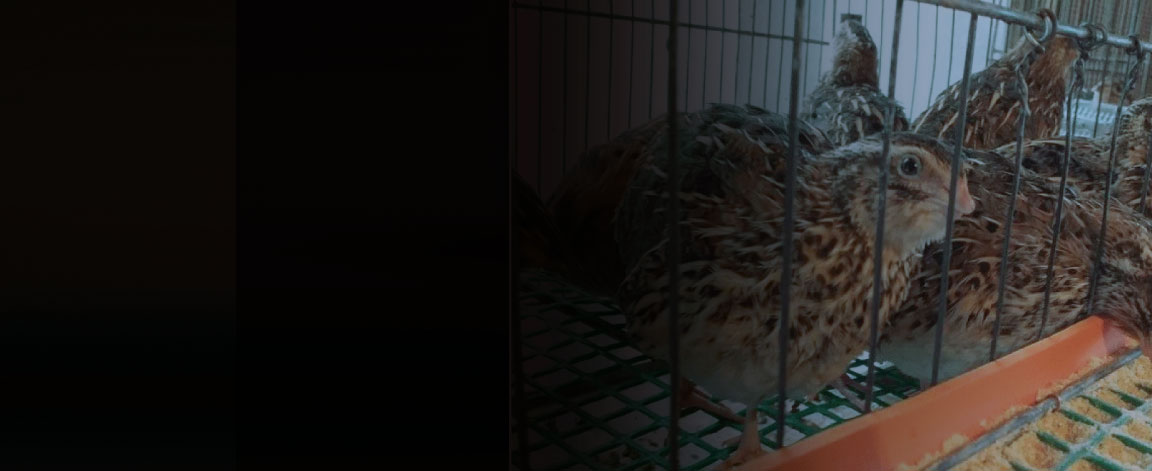 Crianza de codornices - CONQUITO